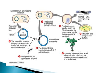 Genetic Engineering Diagram