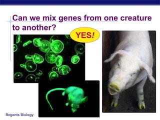 geneticenginieering.ppt