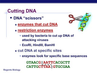 geneticengineering.ppt mmmmmmmmmmmmmmmmmmmmmmmmmmmmm | PPT