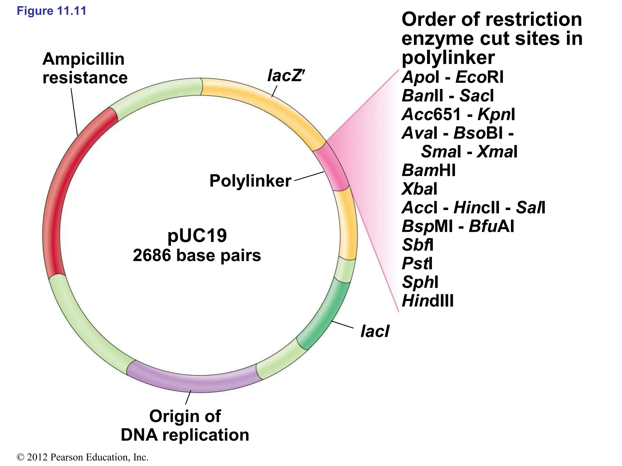 restrict engineering and modification of enzymes | PPT