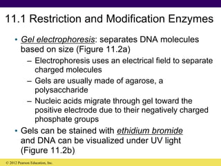 restrict engineering and modification of enzymes | PPT