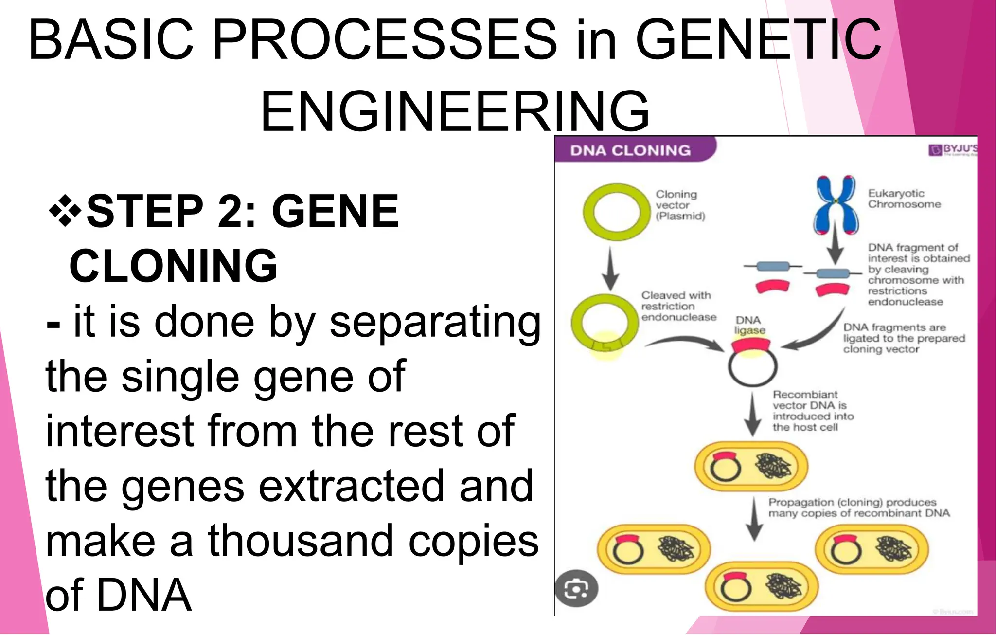 General Biology-Genetic Engineering.pptx