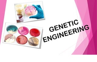 General Biology-Genetic Engineering.pptx
