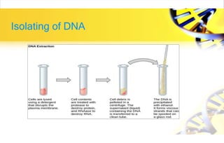 General Biology-Genetic Engineering.pptx