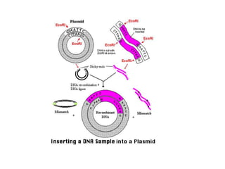 Genetic Engineering lab micro health ppt | PPT | Free Download