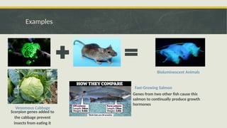 Genetic Engineering. PPT guide for senior high | PPT