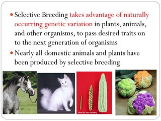 Genetic engineering2 | PPT