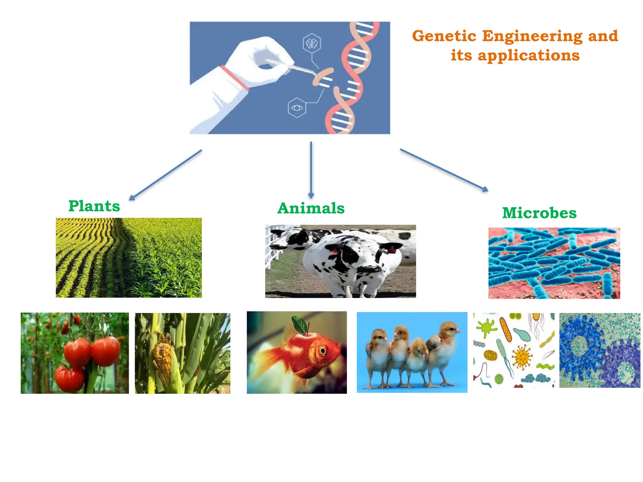 GENETIC ENGINEERING AND ITS APPLICATION.pptx