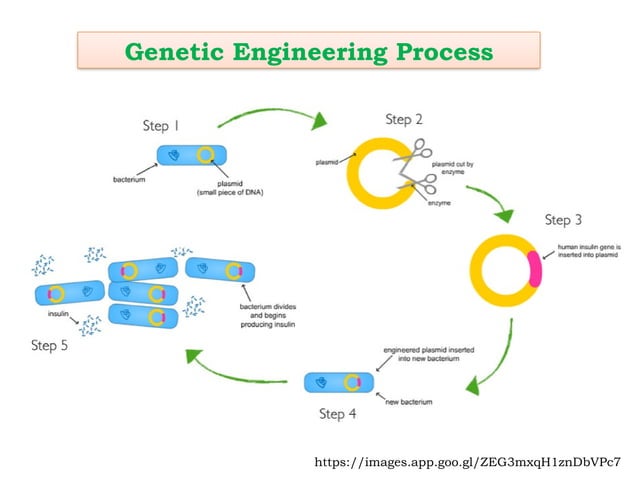 GENETIC ENGINEERING AND ITS APPLICATION.pptx