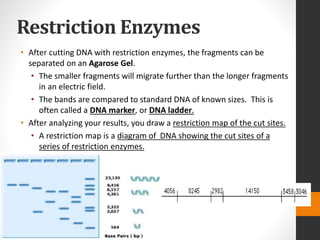 Genetic engineering and Recombinant DNA | PPTX