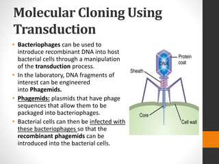 Genetic engineering and Recombinant DNA | PPTX