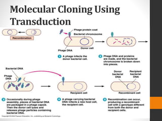 Genetic engineering and Recombinant DNA | PPTX