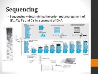 Genetic engineering and Recombinant DNA | PPTX