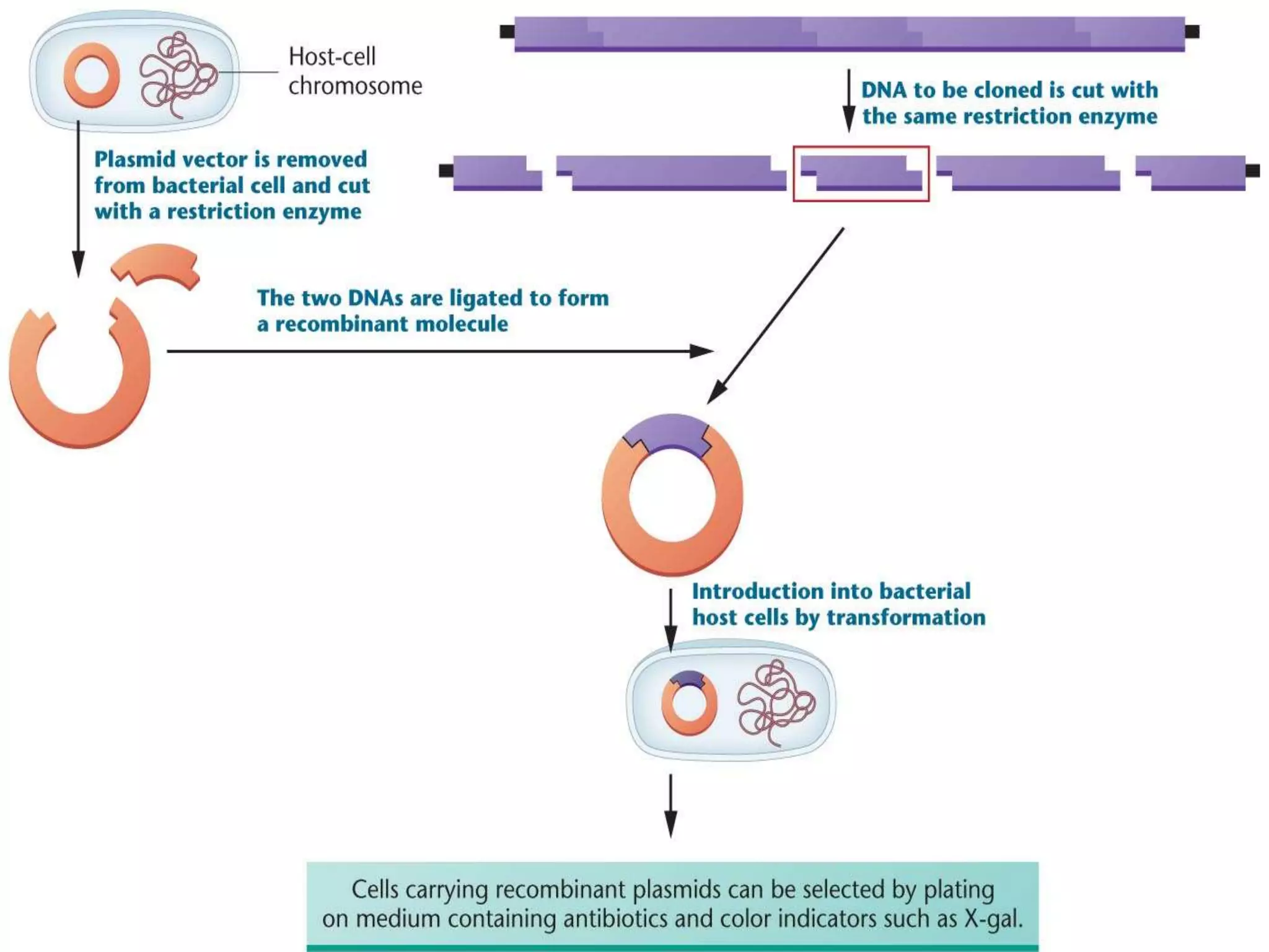 Genetic engineering and recombinant DNA technology (1).pptx