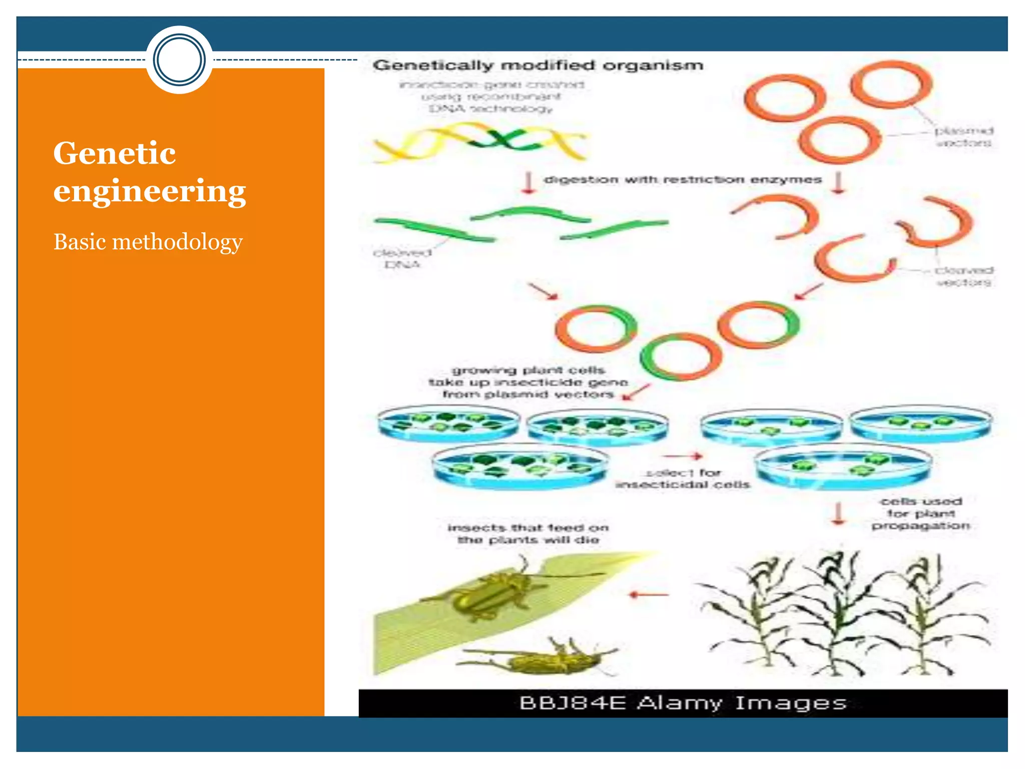 Genetic engineering and recombinant DNA technology | PPTX