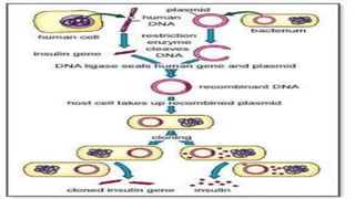 Introduction to genetic engineering by 77.pptx