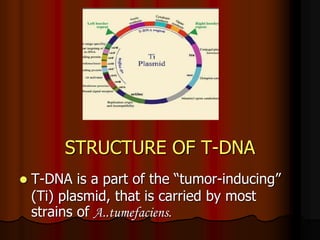 Genetic engineering for crop improvement | PPT