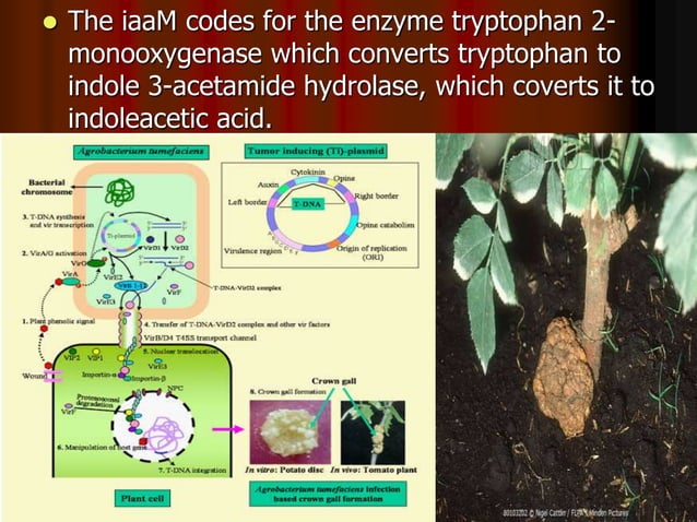 Genetic engineering for crop improvement | PPT | Biotech and Biomedical Industry | Industries