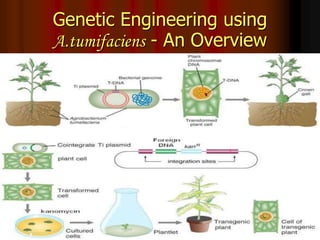 Genetic engineering for crop improvement | PPT