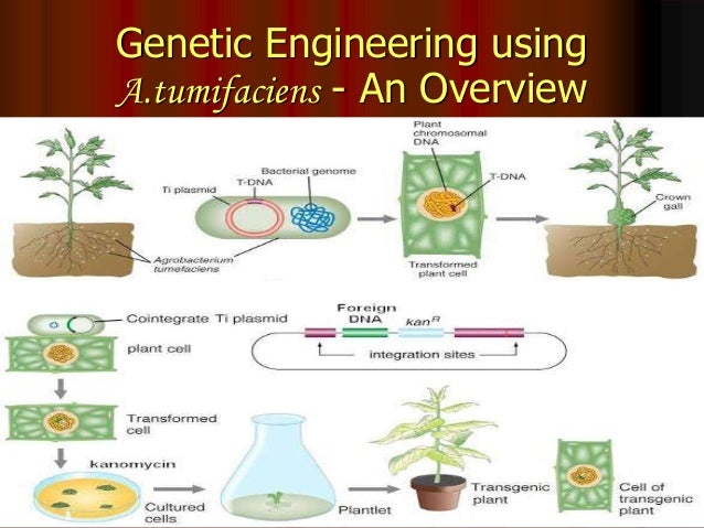 Genetic engineering for crop improvement