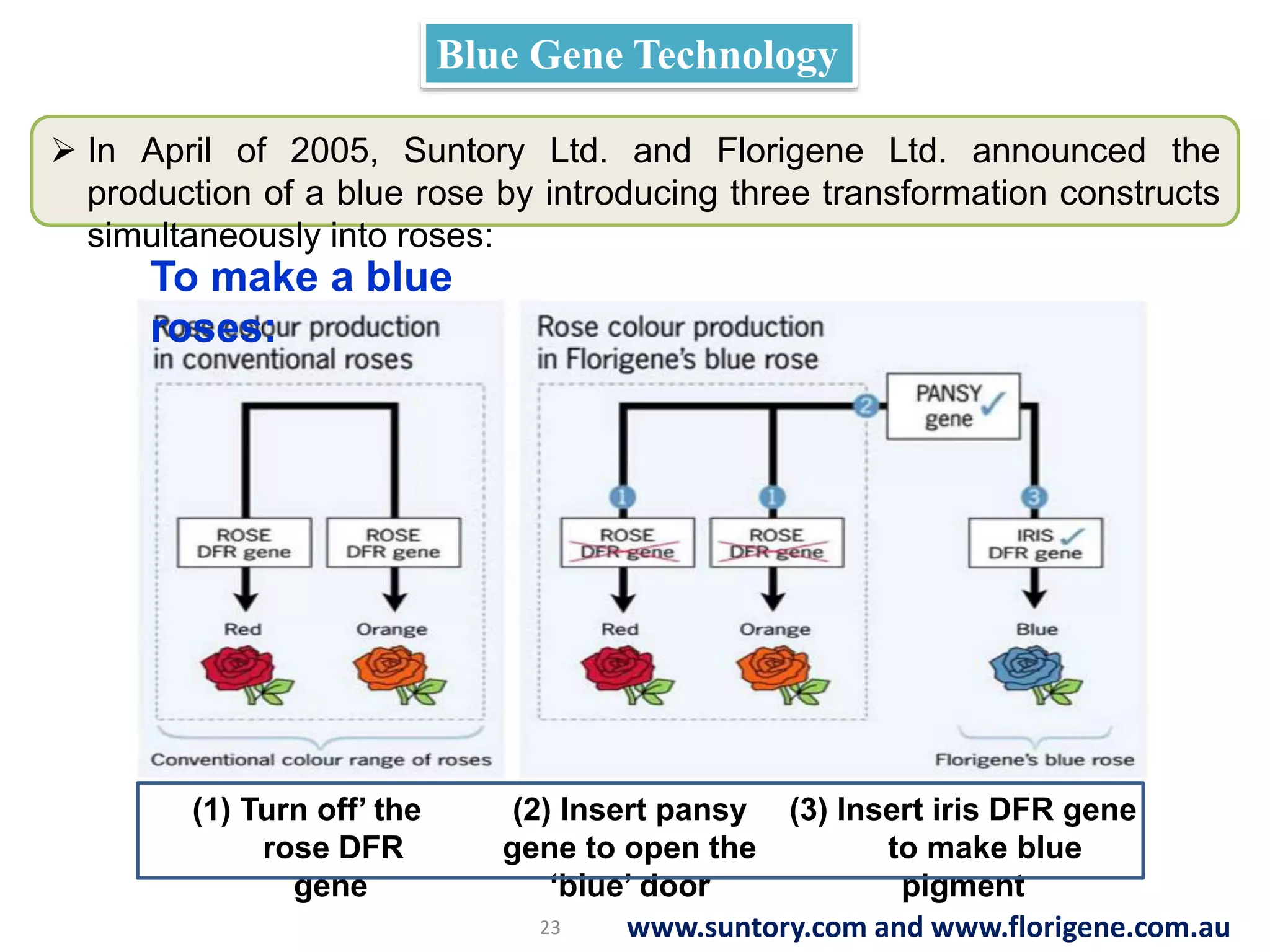 Genetic engineering in floriculture | PPTX