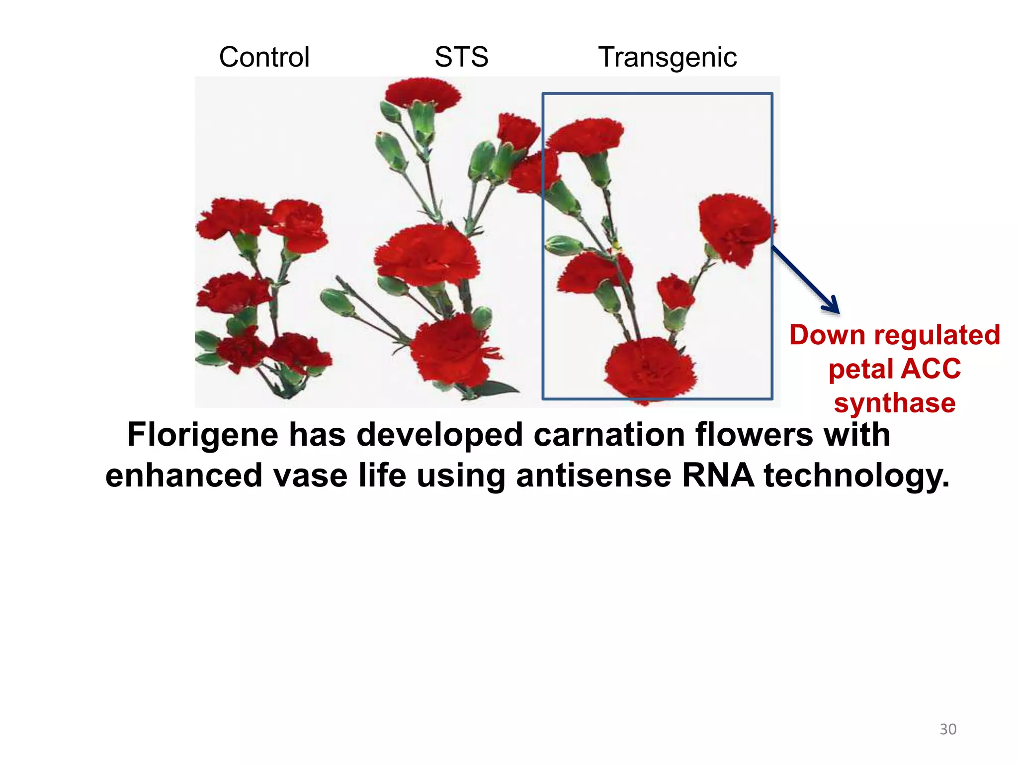 Genetic engineering in floriculture | PPTX