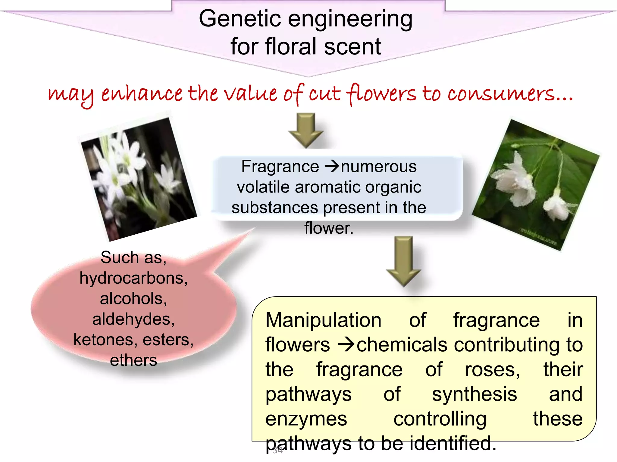 Genetic engineering in floriculture | PPTX
