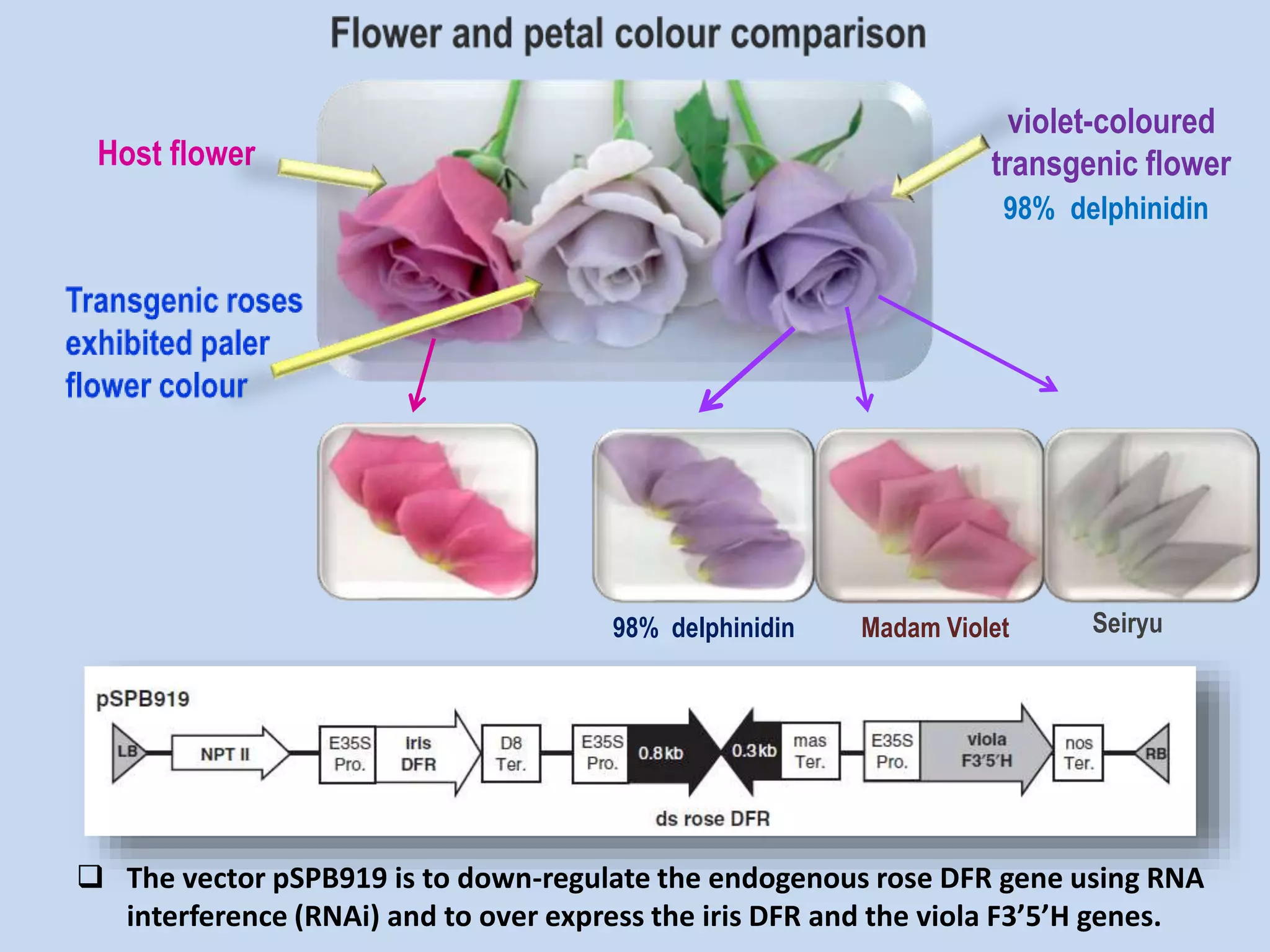 Genetic engineering in floriculture | PPTX