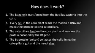 GMO Notes | PPT