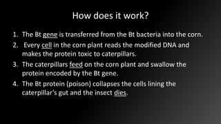 Genetic Engineering Notes | PPTX