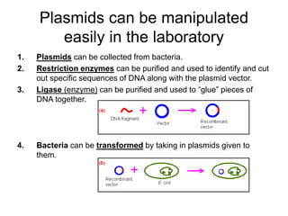 Genetic engineering & Plasmids 08 (tim) - Copy.ppt