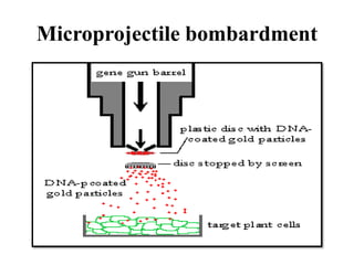 Genetic engineering- Vincent | PPTX