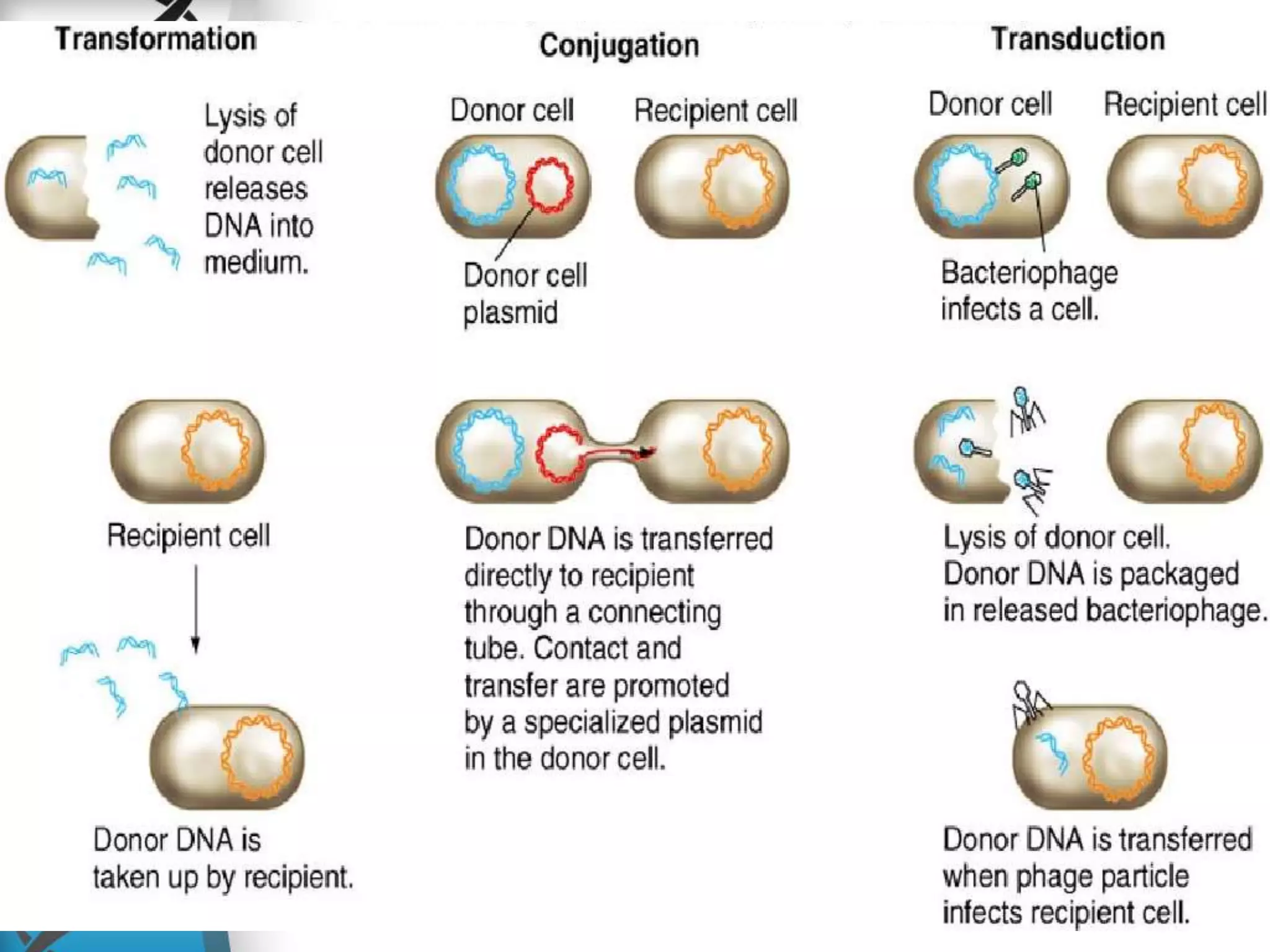 Genetic engineering principle, tools, techniques, types and application ...