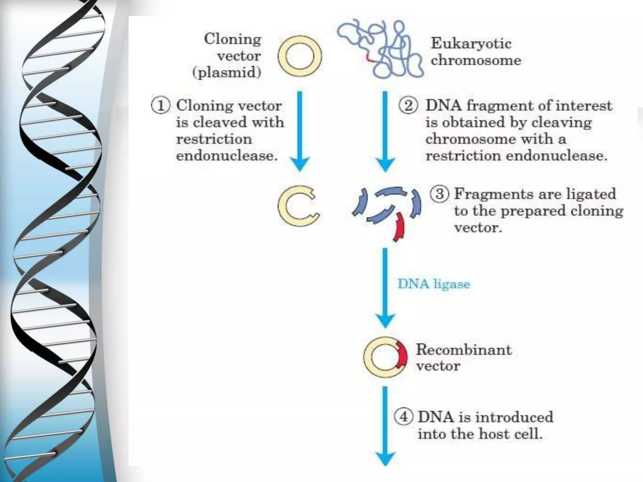 Genetic engineering principle, tools, techniques, types and application ...