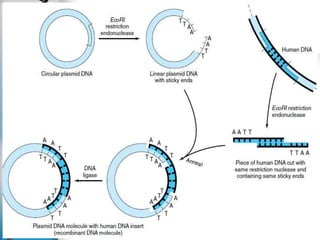 Genetic engineering principle, tools, techniques, types and application ...