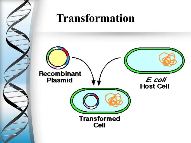 Genetic engineering principle, tools, techniques, types and application ...