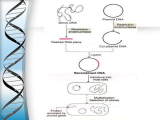 Genetic engineering principle, tools, techniques, types and application ...
