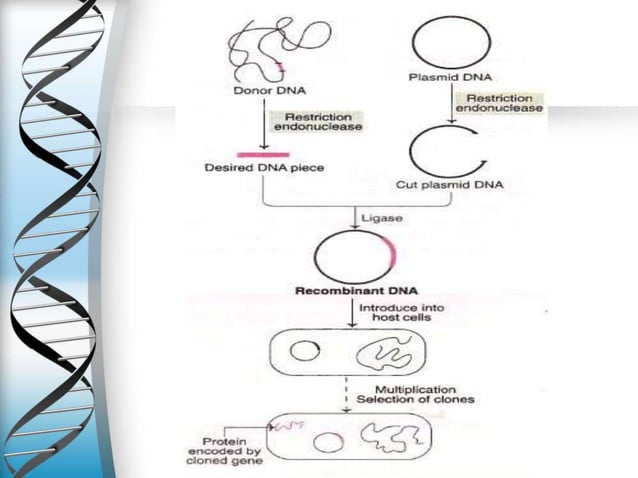 Genetic engineering principle, tools, techniques, types and application ...