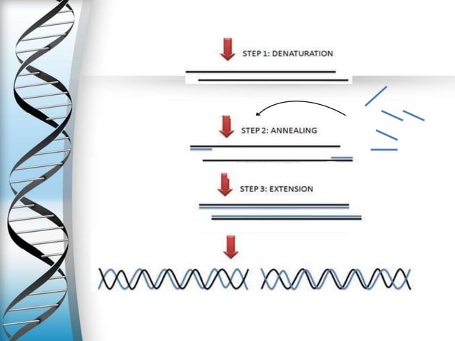Genetic engineering principle, tools, techniques, types and application ...