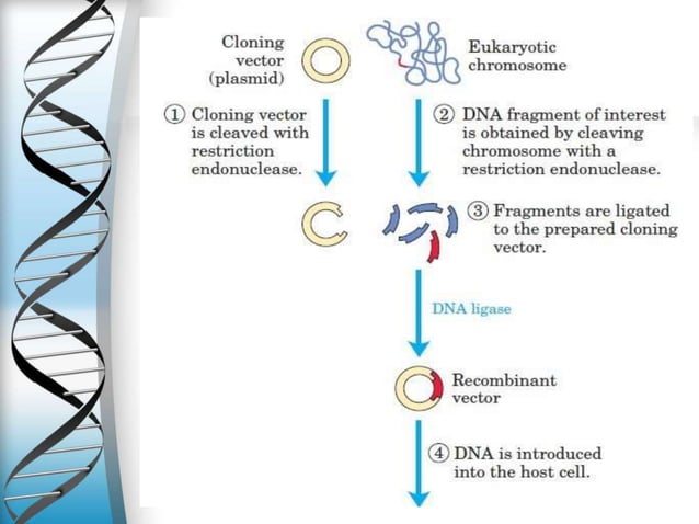Genetic engineering principle, tools, techniques, types and application ...