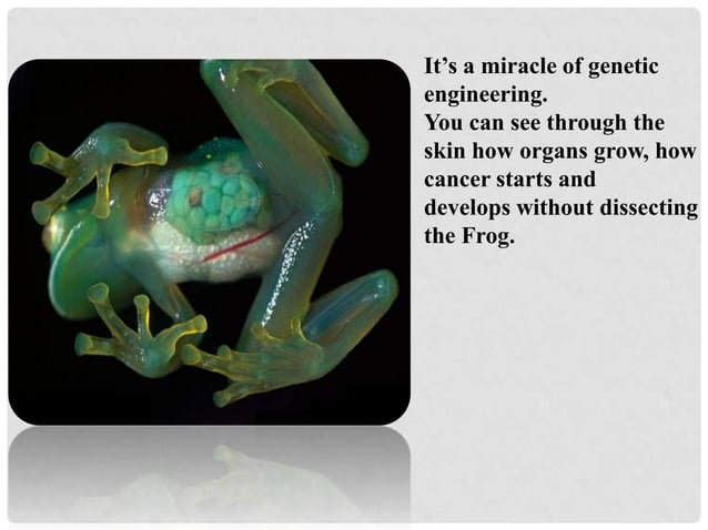 Genetic engineering project | PPTX