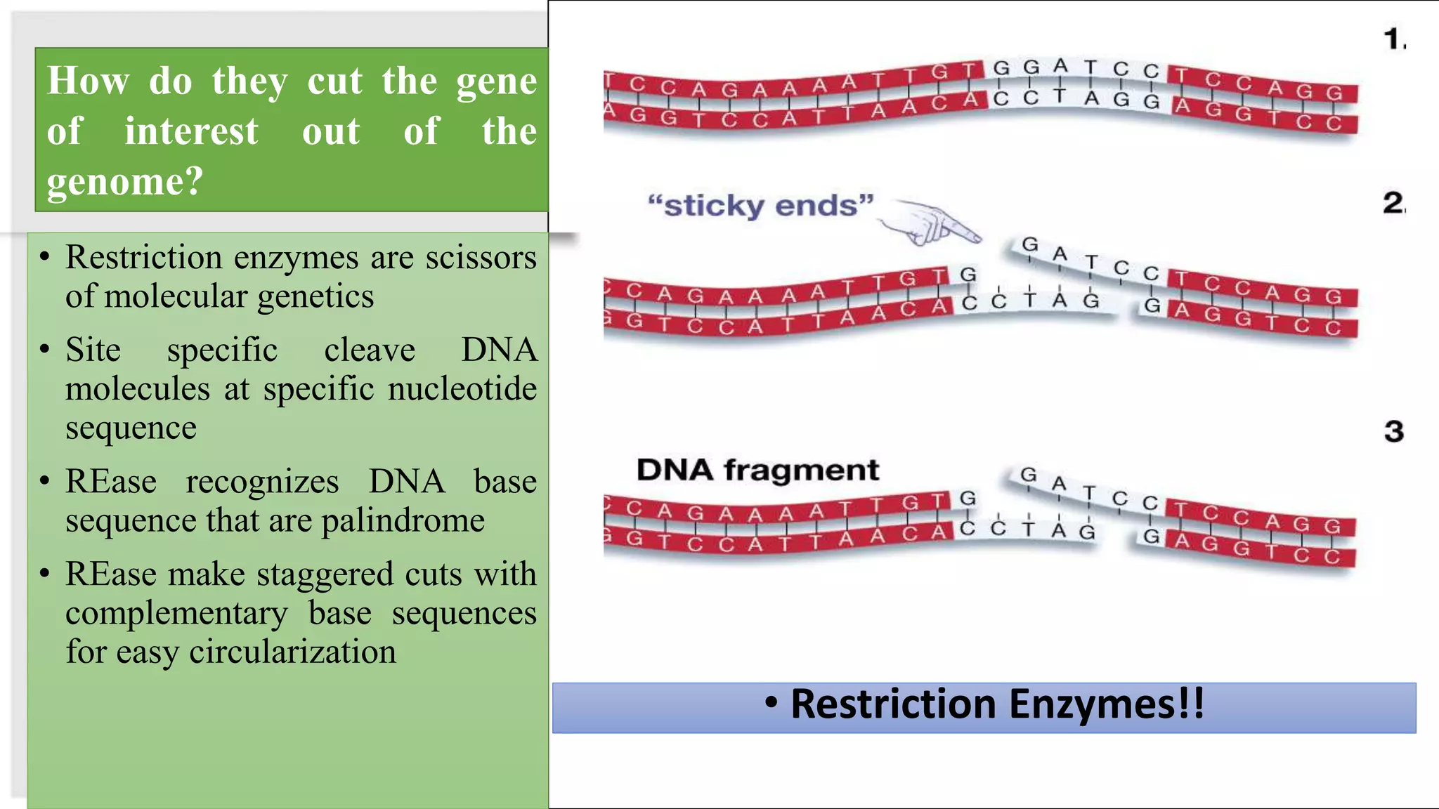 Genetic Engineering : Recombinant DNA Technology, vectors And Ti ...