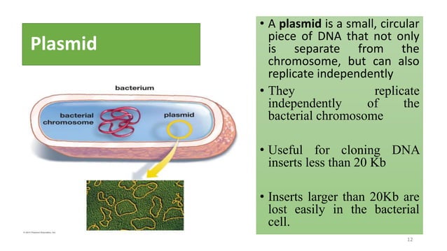 Genetic Engineering : Recombinant DNA Technology, vectors And Ti ...