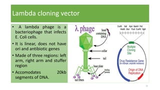 Genetic Engineering : Recombinant DNA Technology, vectors And Ti Plasmid | PPTX