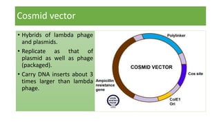 Genetic Engineering : Recombinant DNA Technology, vectors And Ti ...