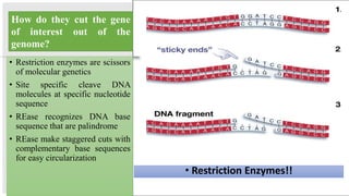 Genetic Engineering : Recombinant DNA Technology, vectors And Ti ...
