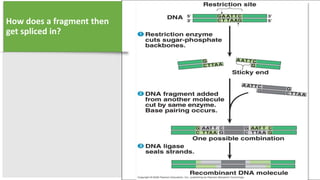 Genetic Engineering : Recombinant DNA Technology, vectors And Ti ...