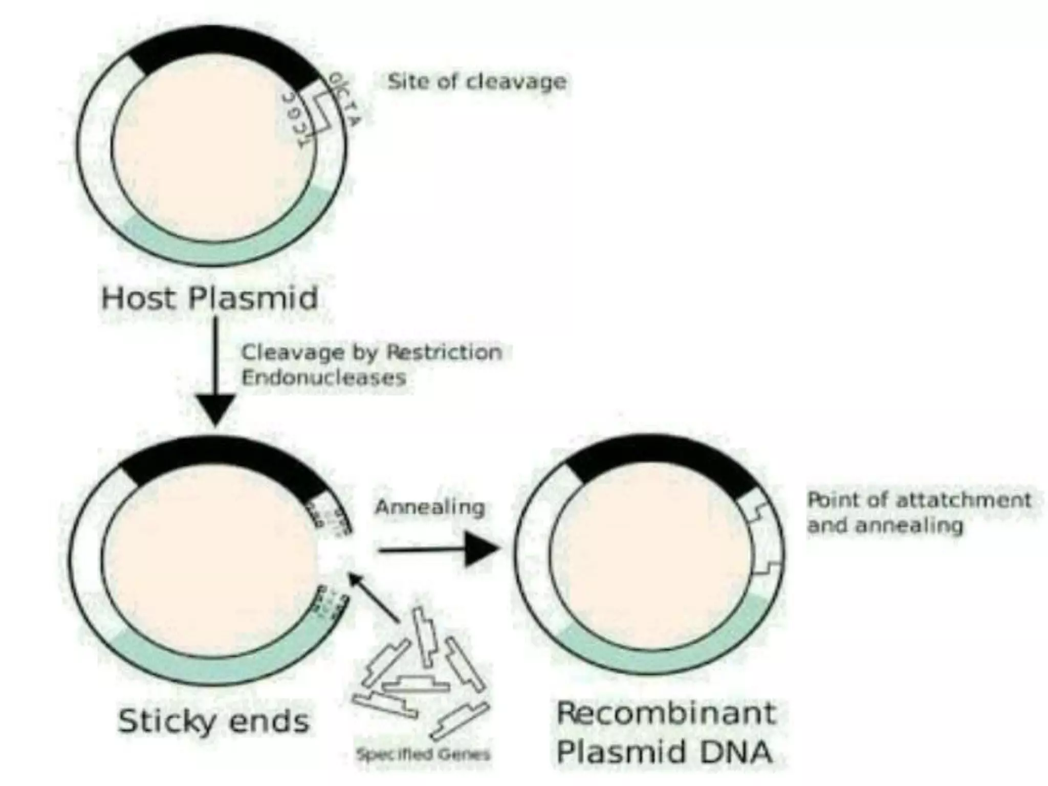 processing of recombinant proteins | PPTX