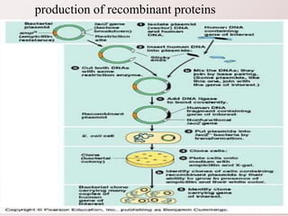 processing of recombinant proteins | PPTX