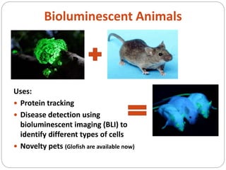 Genetic engineering slides | PPTX
